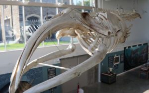 Finger Lakes Museums