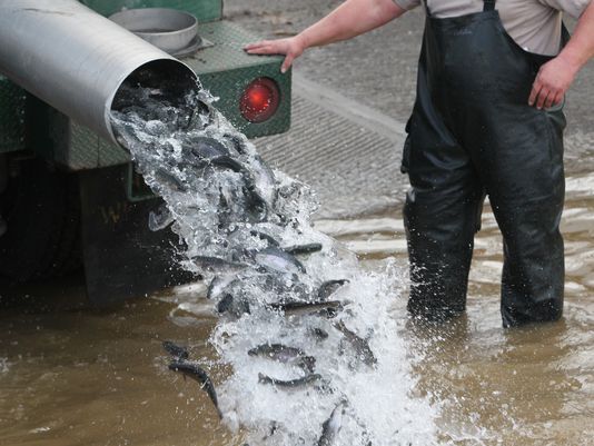 Dolphins Return - FingerLakes.com