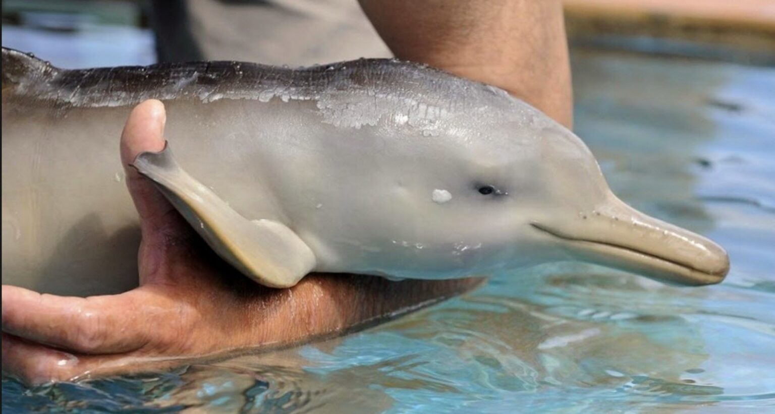 Dolphins Return - FingerLakes.com