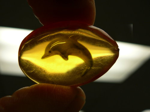 Dolphins Return - FingerLakes.com