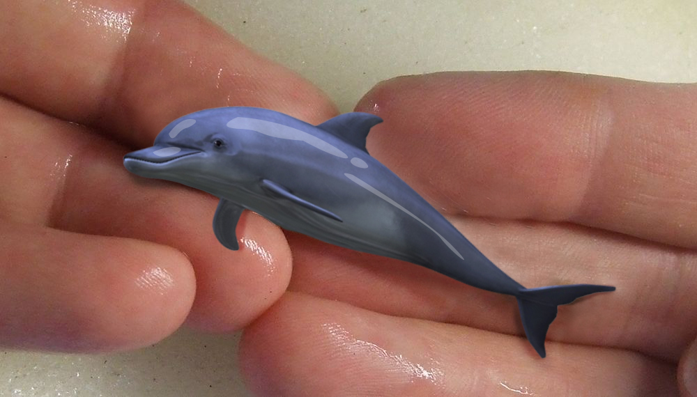 Dolphins Return - FingerLakes.com